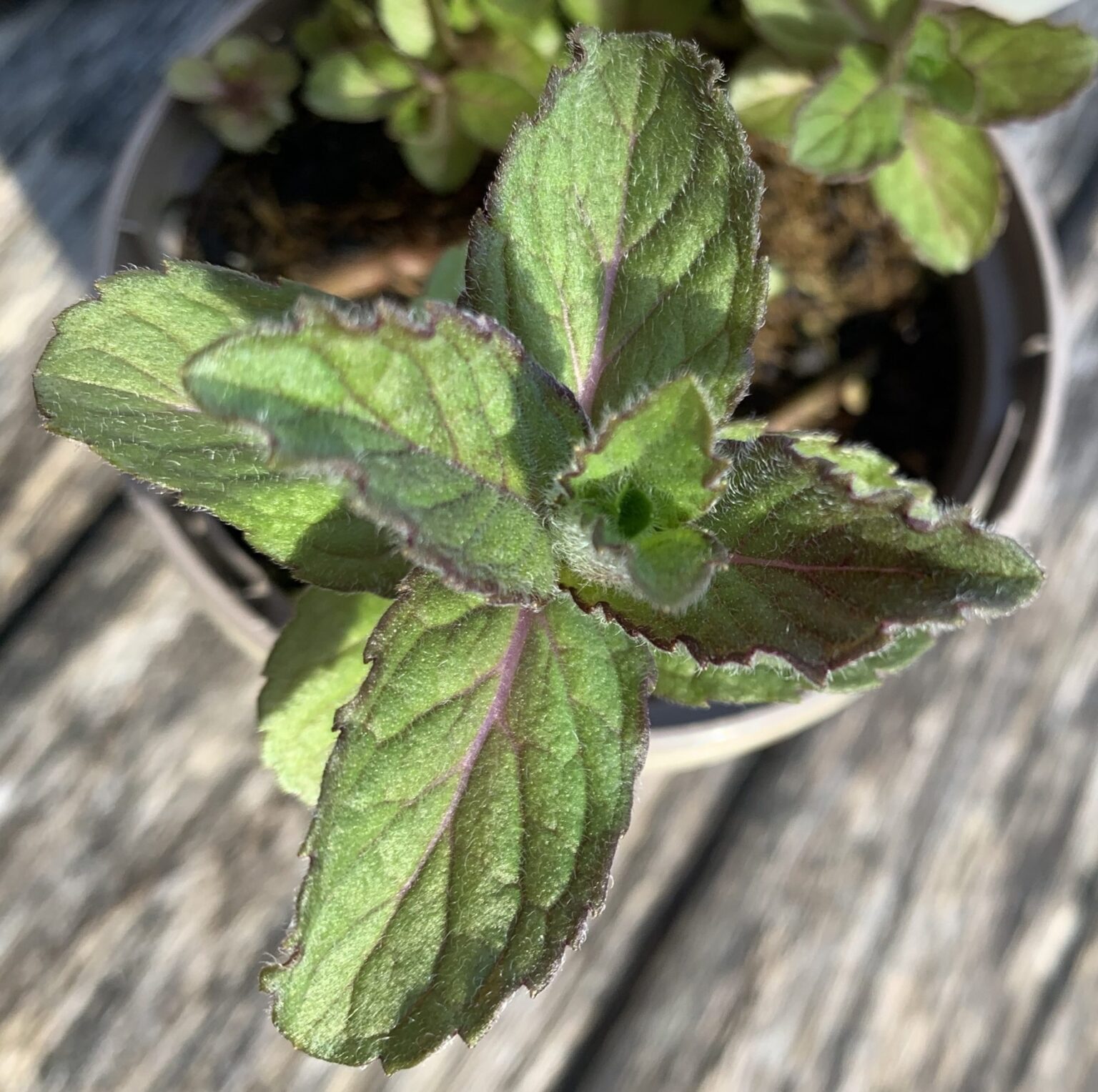 Swiss Mint – Mintopia